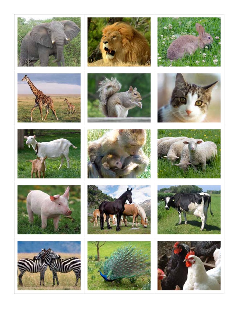 Animal label matching cards 1 / 動物カード1 | PDF