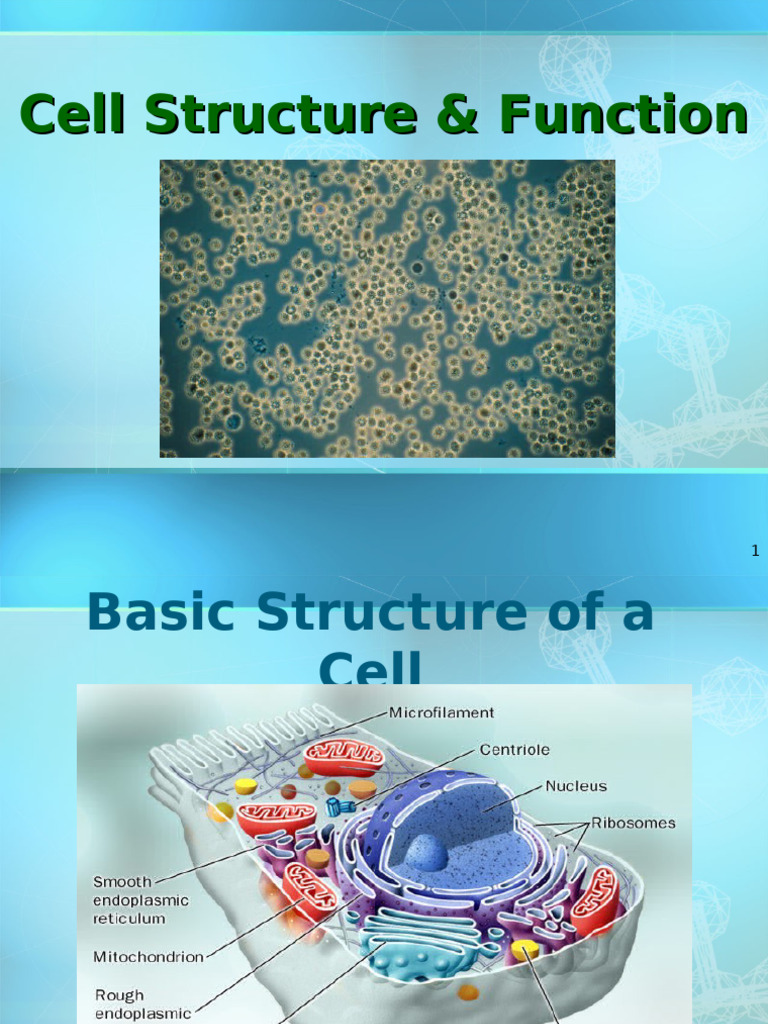 Cell Structure Function FINAL | PDF