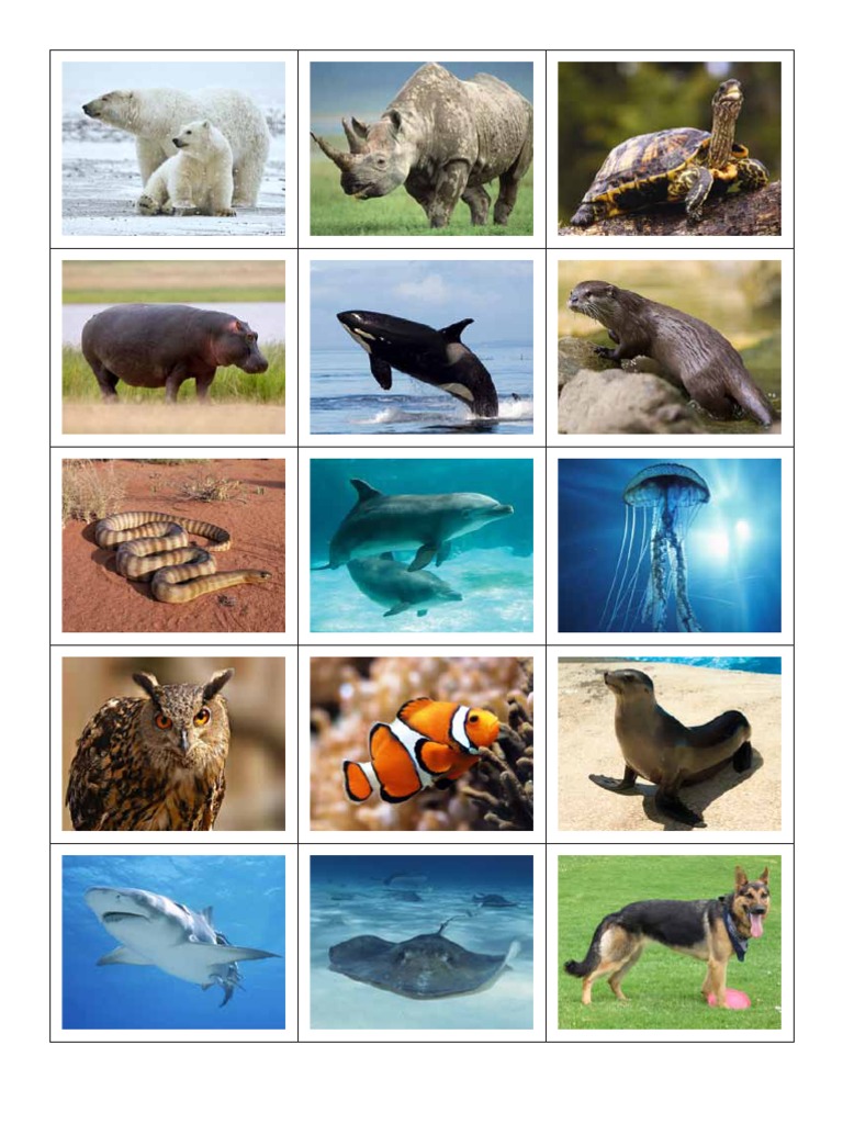 Animal label matching cards 2 / 動物カード2 | PDF
