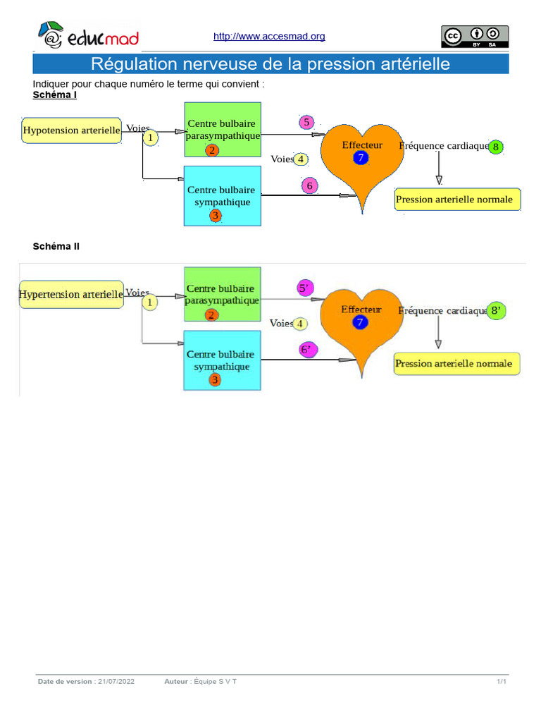 Exercice Regulation nerveuse de la pression arterielle | PDF