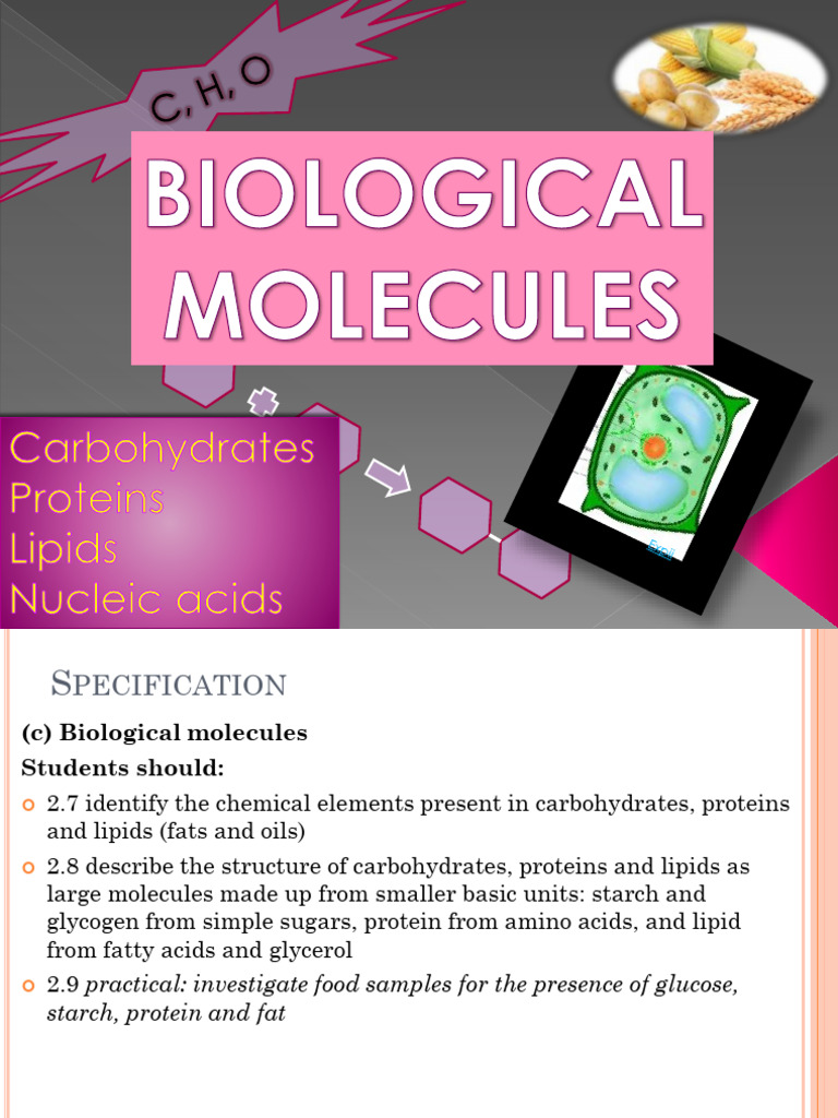Biological molecules Protein | PDF