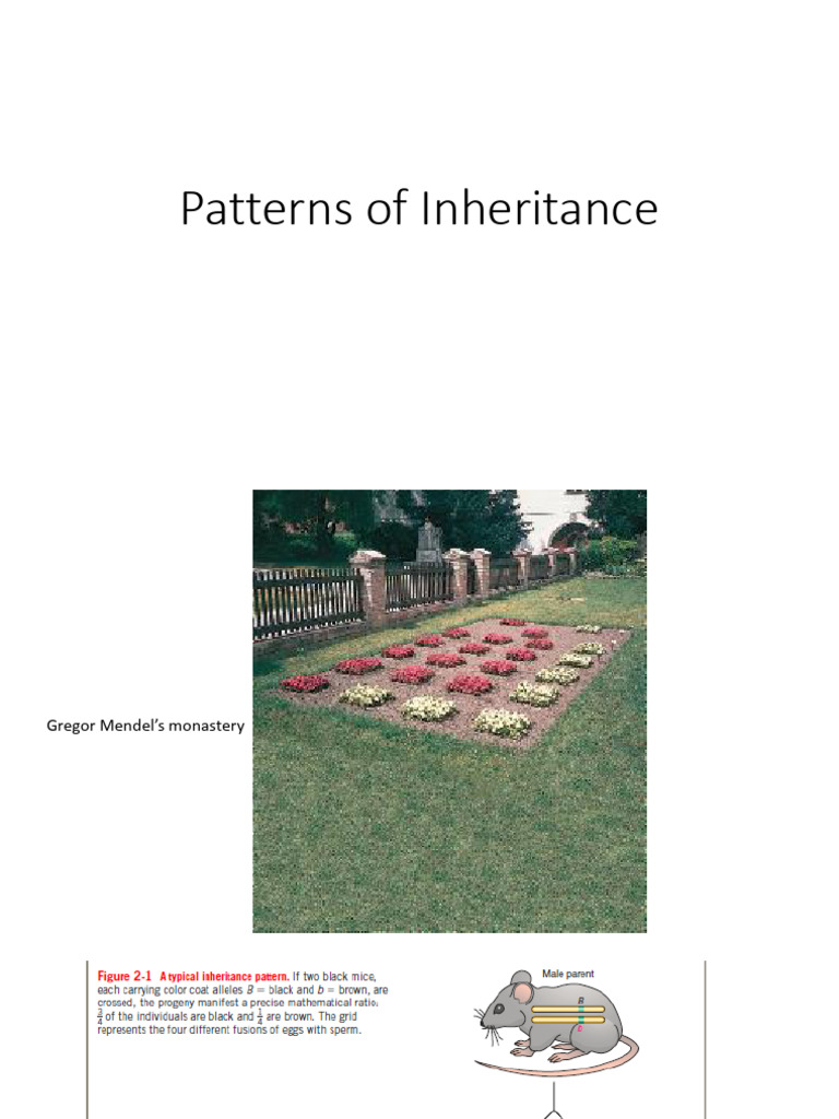 Mendelian Inheritance Patterns | PDF | Dominance (Genetics) | Allele
