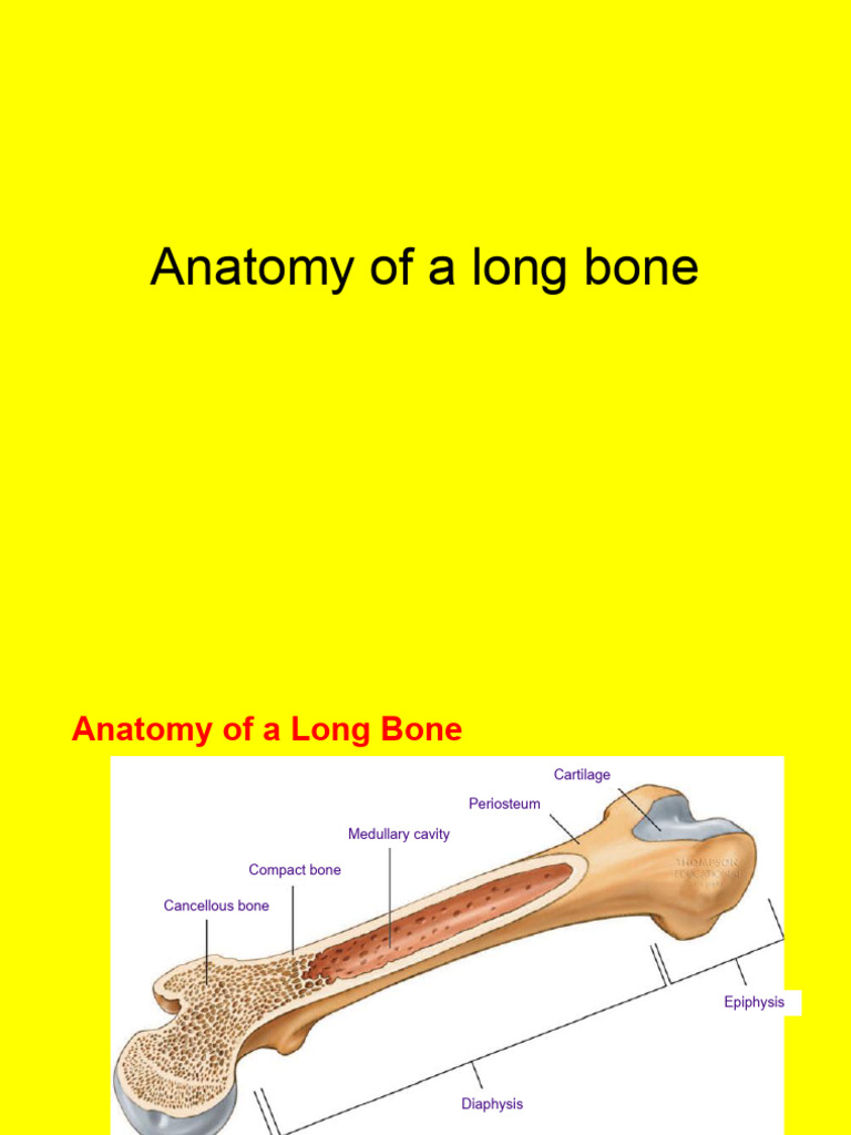 Anatomy of A Long Bone Hand Out | PDF | Bone | Bone Marrow