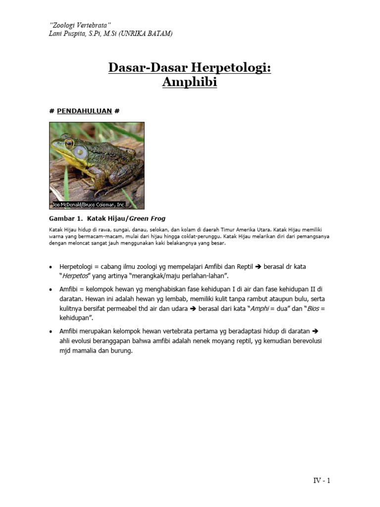 Amphibi | PDF