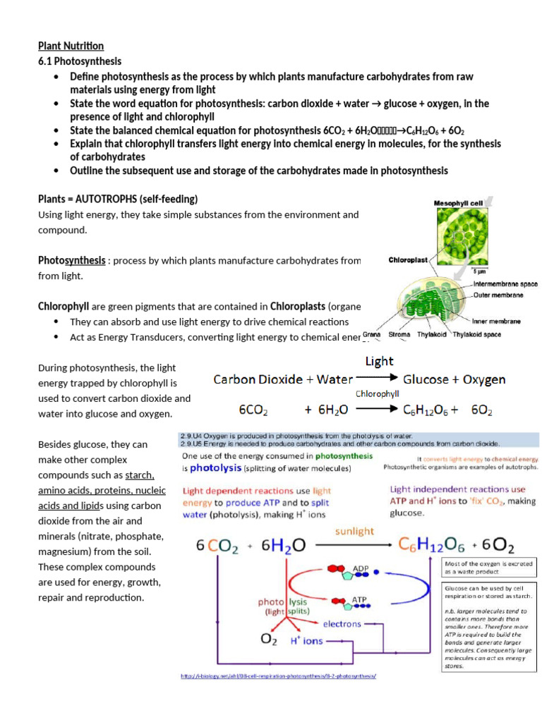 6 1-Photosynthesis | PDF