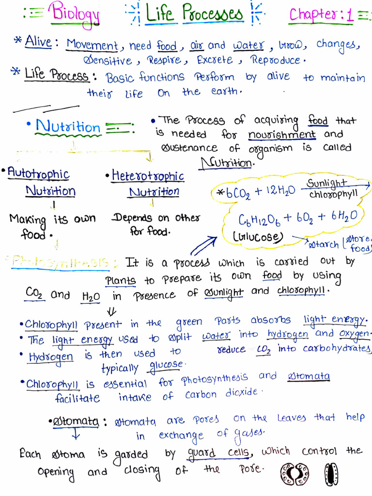 Life Processes | PDF