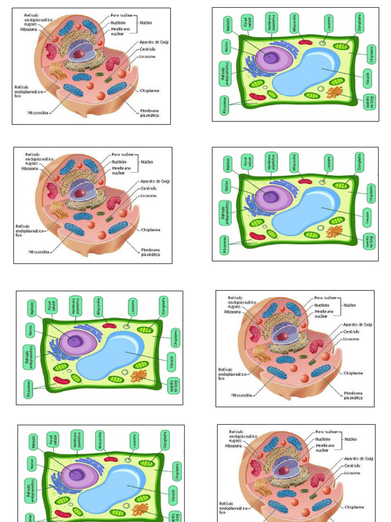 Biologia 6to | PDF