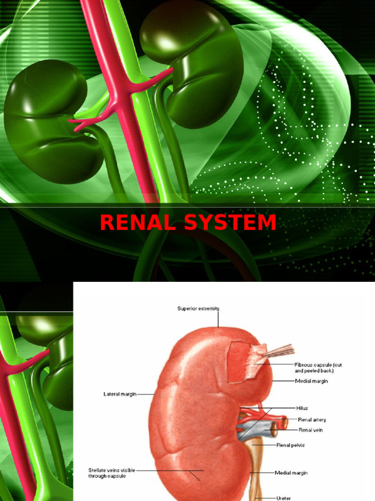 Renal System (Sagar) | PDF