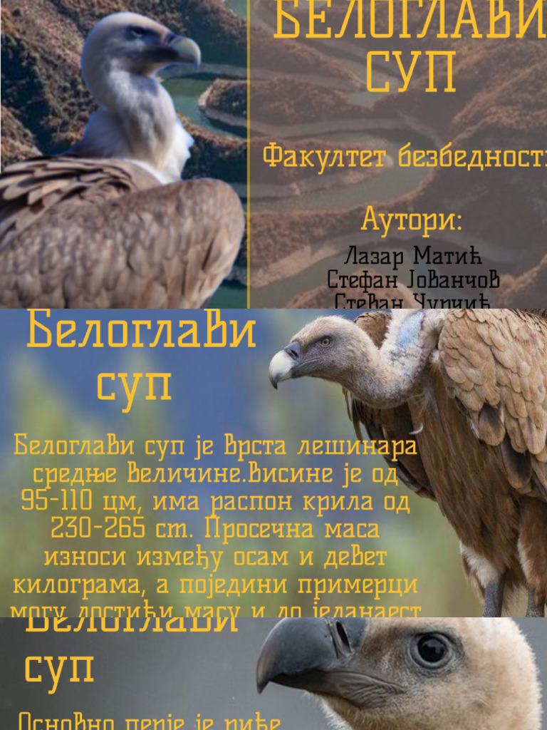 Beloglavi Sup | PDF