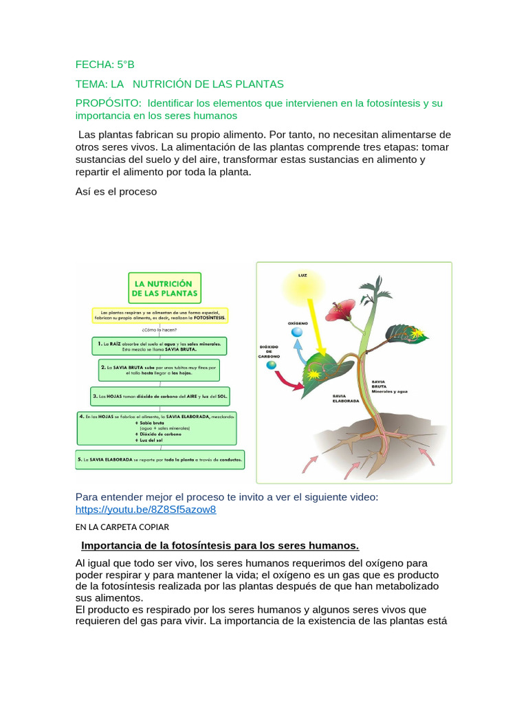 Clase de Fotosíntesis | PDF