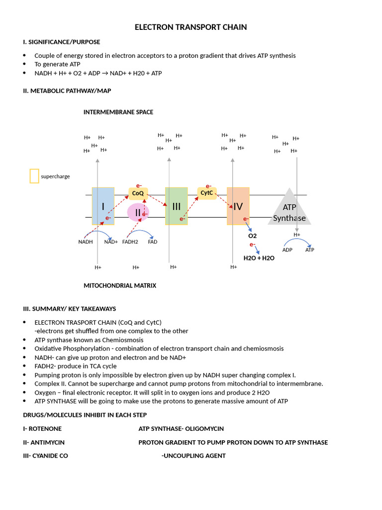 7 Electron Transport Chain | PDF