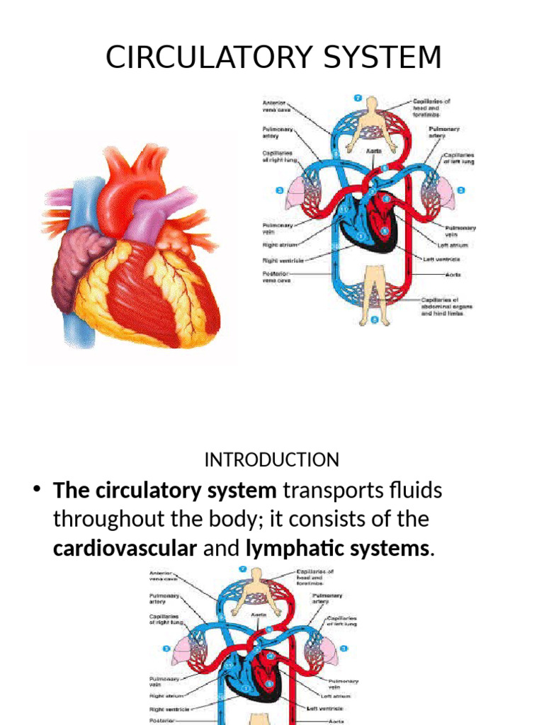 Circulatory Systemcvslecture Slide Ana 101 | PDF