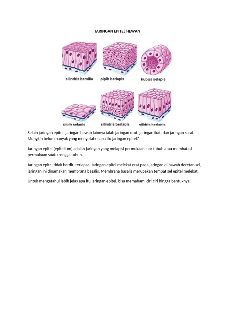 Jaringan Epitel Hewan | PDF