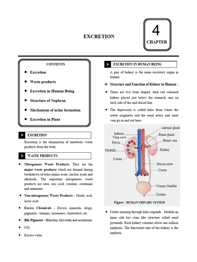 EXCRETION | PDF