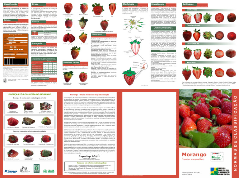 Classificação e Qualidade do Morango | PDF | Agricultura | Batata