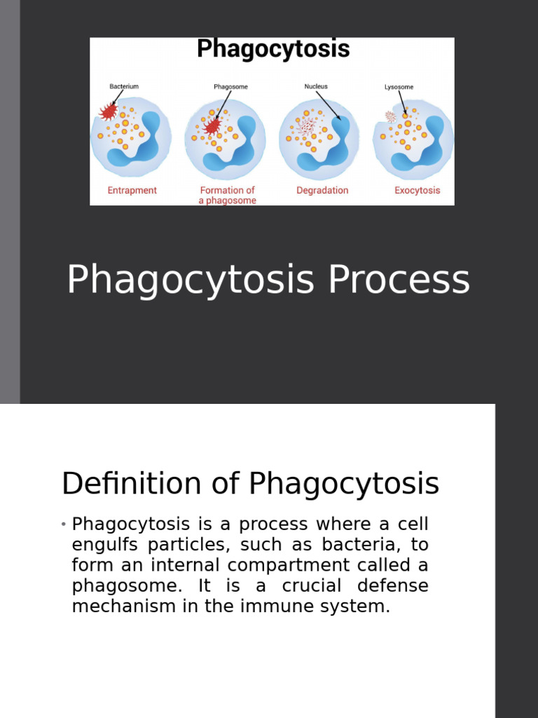 Phagocytosis Process Presentation | PDF