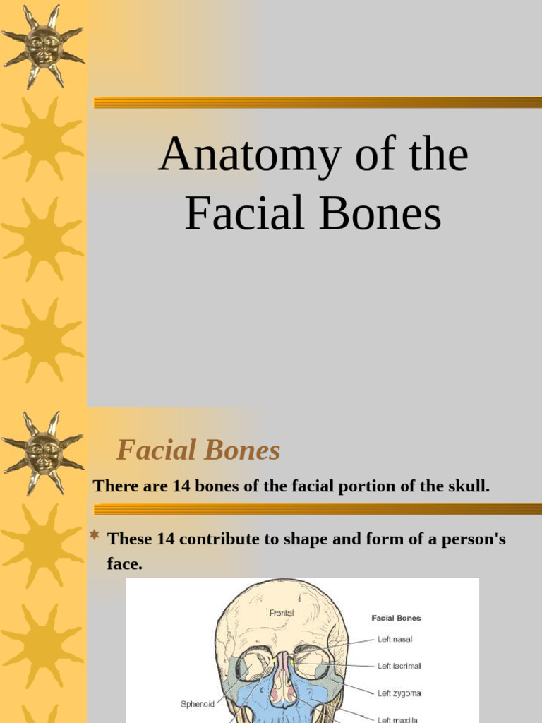 Anatomy of The Facial Bones | PDF