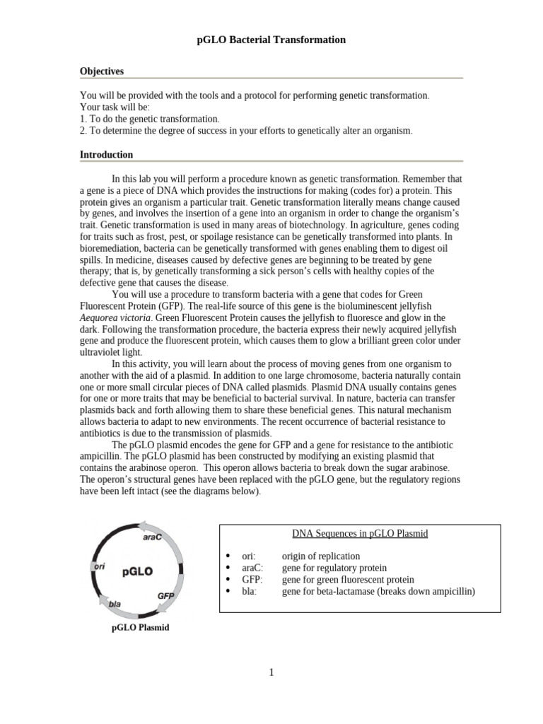 Pglo Transformation Lab 2022 Pdf