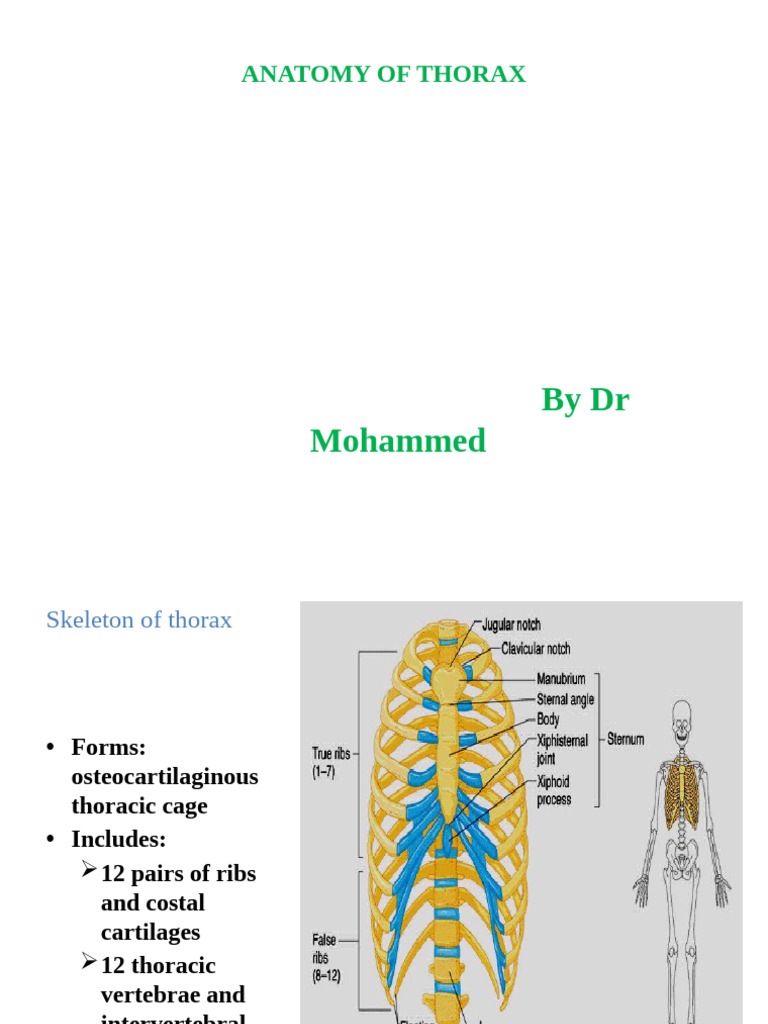 Thoraxic ANATOMY | PDF