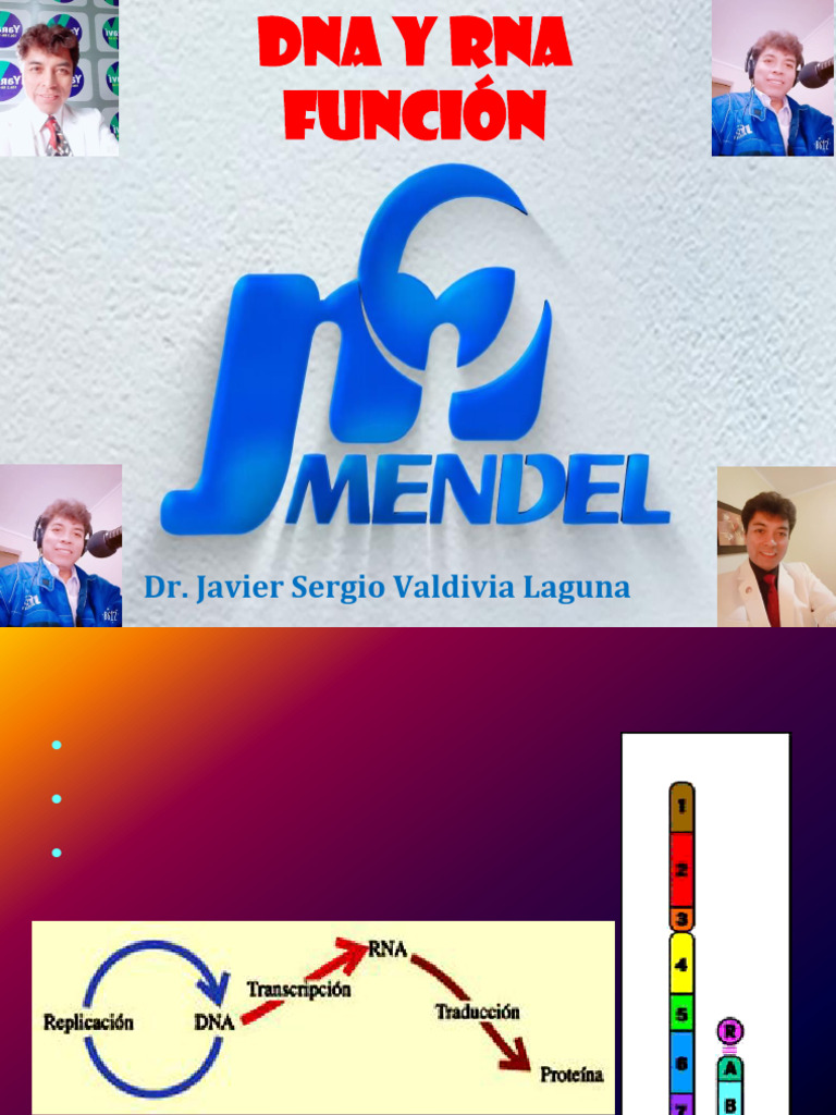 Dna y Rna I Función 2024-61023476593 | PDF