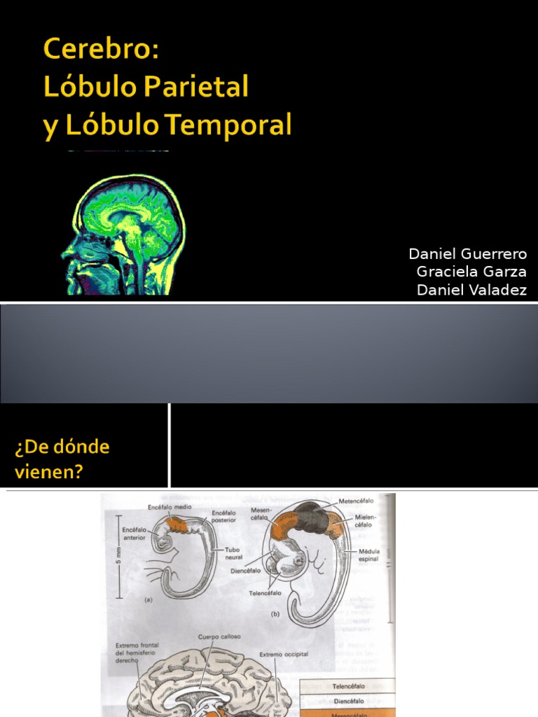 Funciones del Lóbulo Parietal y Temporal | PDF | Lóbulo temporal ...