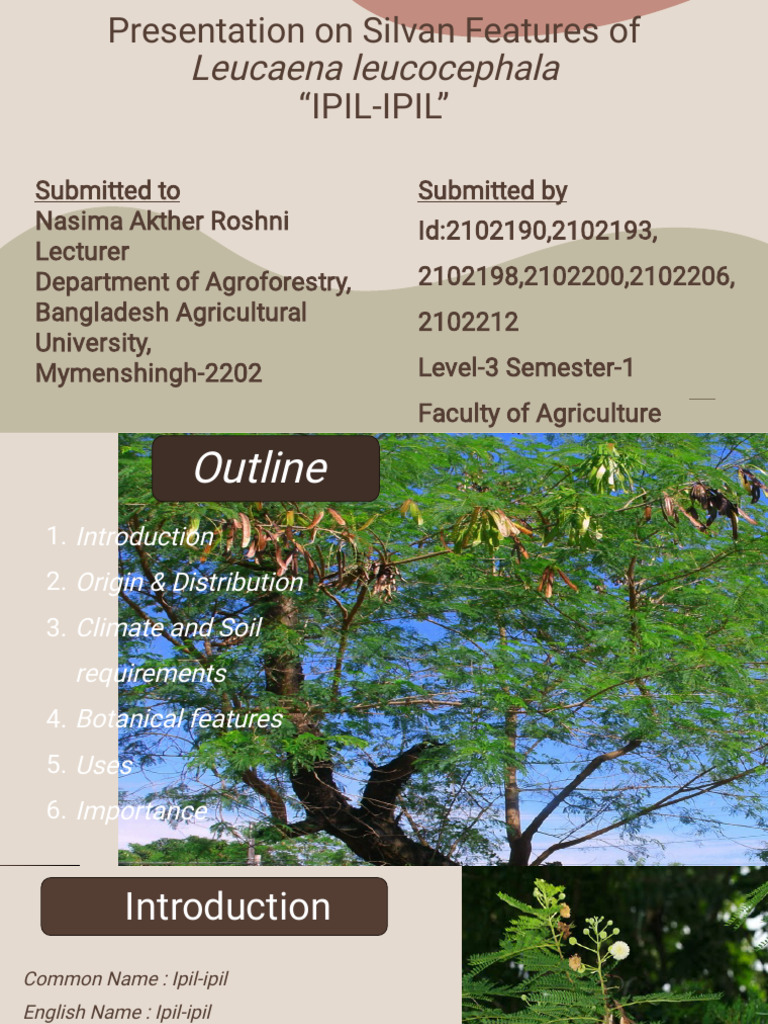 Ipil Ipil | PDF