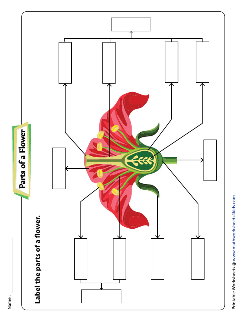 Labeling Flower | PDF