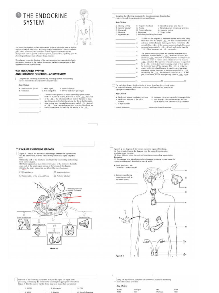 Answer Key Endocrine | PDF