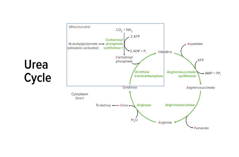 Urea Cycle | PDF