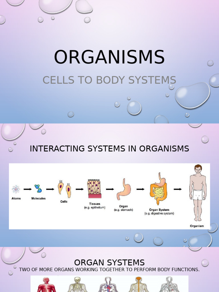1.2 - Organisms - Cells To Body Systems | PDF