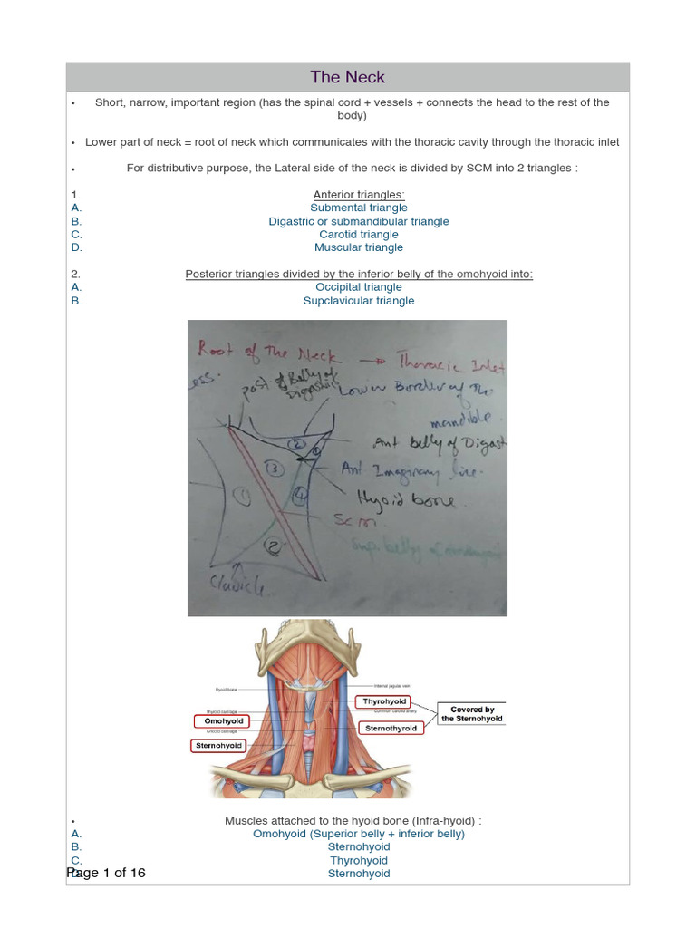 Neck | PDF