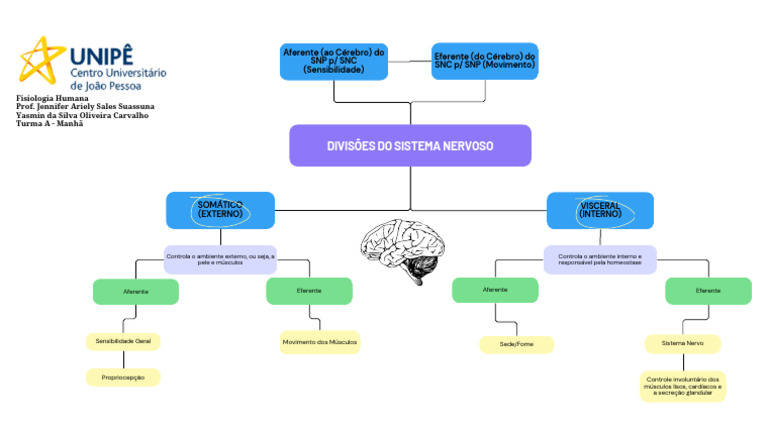 Mapa Mental DivisÃ o Funcional Do SN - Yasmin | PDF