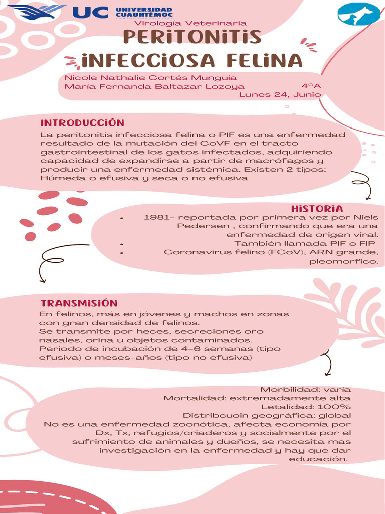 Infografía Peritonitis Infecciosa Felina 2 | PDF