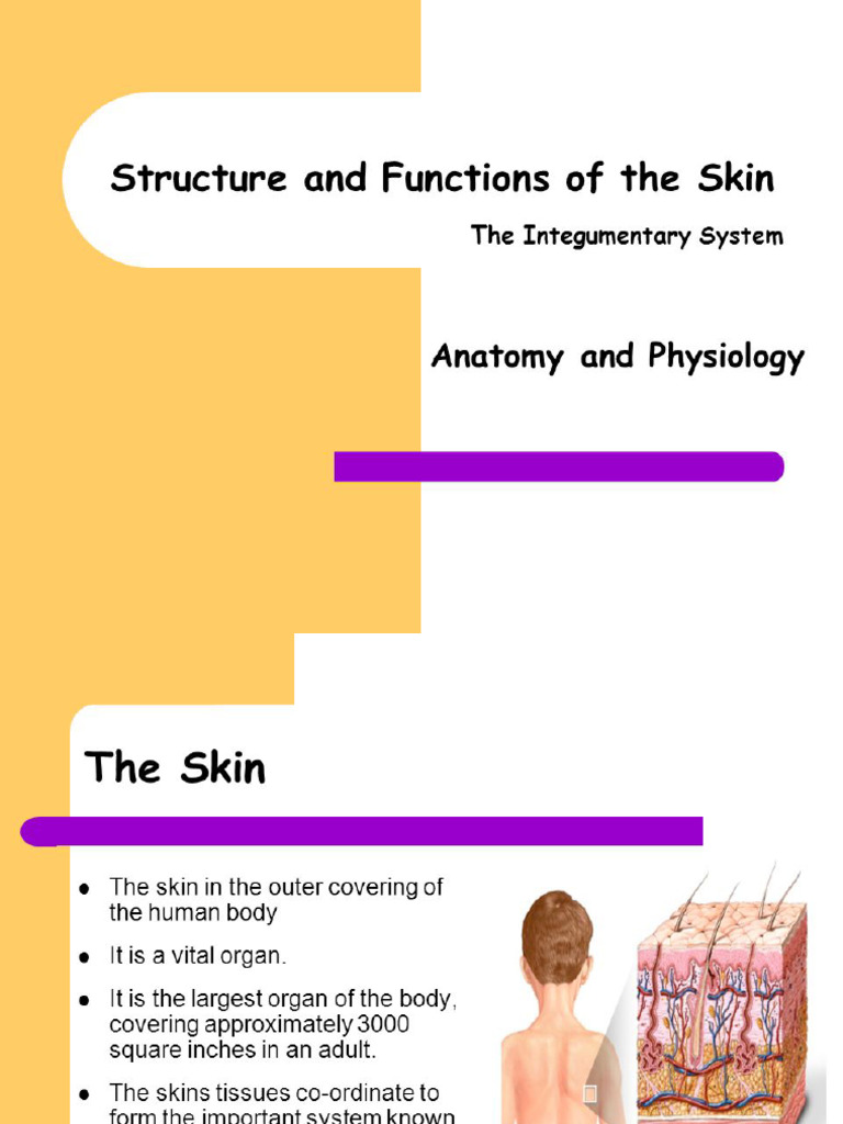 2-Basic Structure and Functions of The Skin | PDF
