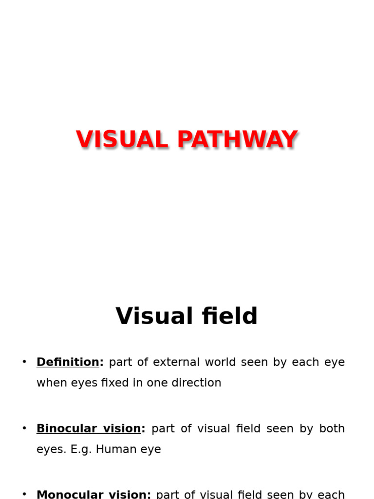 Visual Pathway | PDF