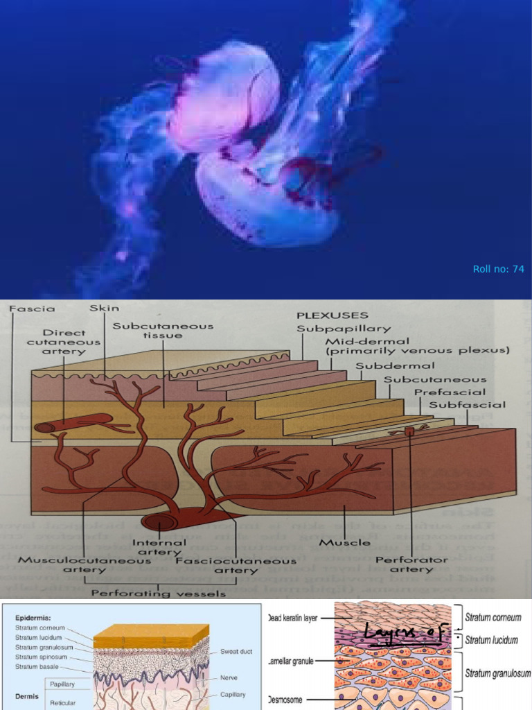 Presentation 8 | PDF
