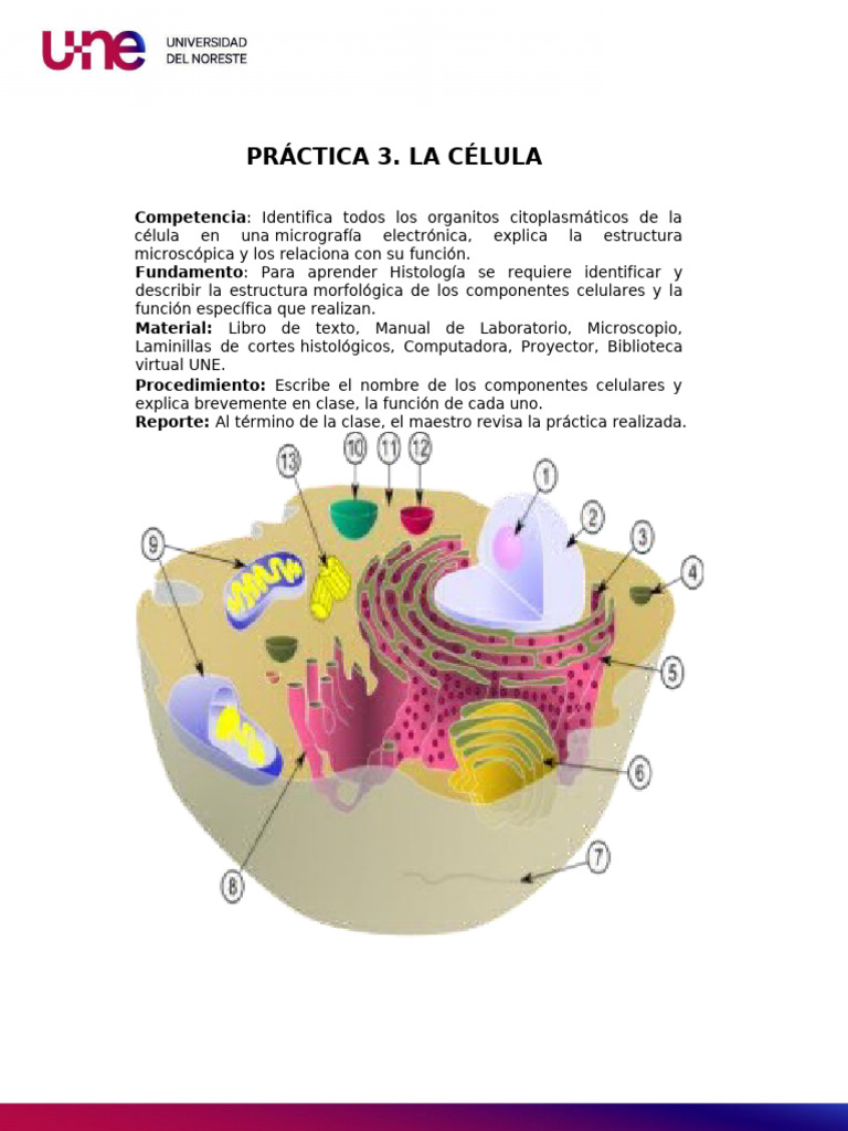 PRÁCTICA 3. - La Celula | PDF