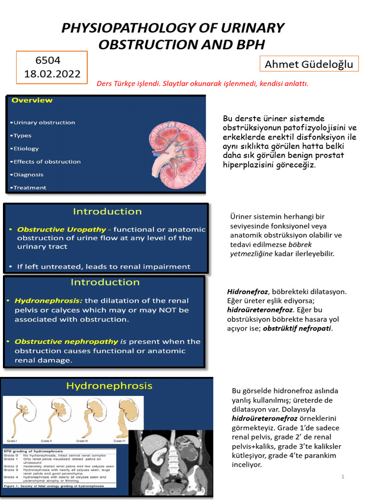 6504 Physiopathology of Urinary Obstruction and BPH | PDF
