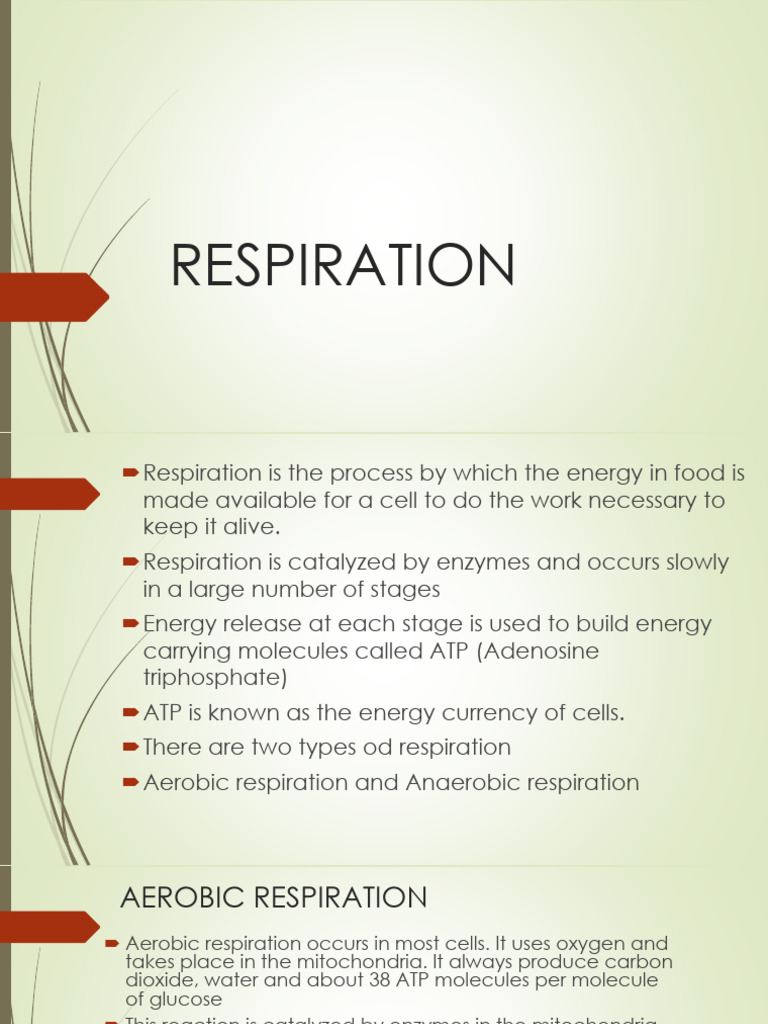 RESPIRATION | PDF