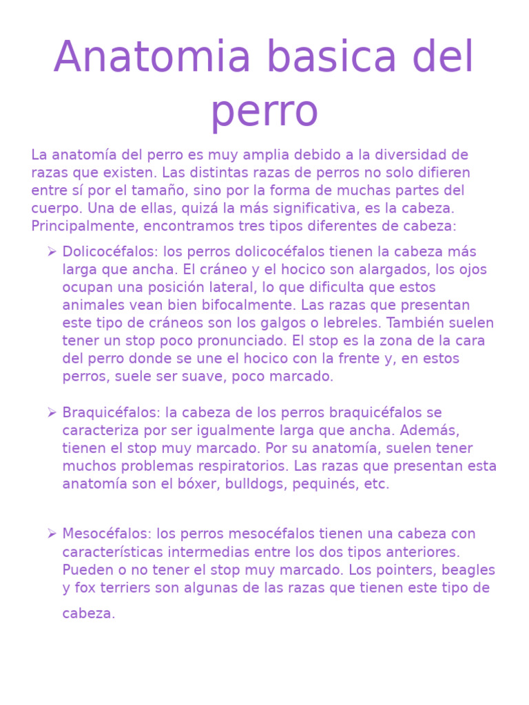 Anatomia basica del perro | PDF