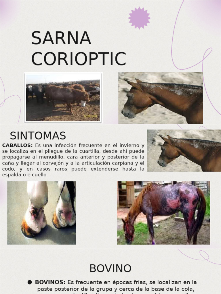 Sarna Corioptica | PDF