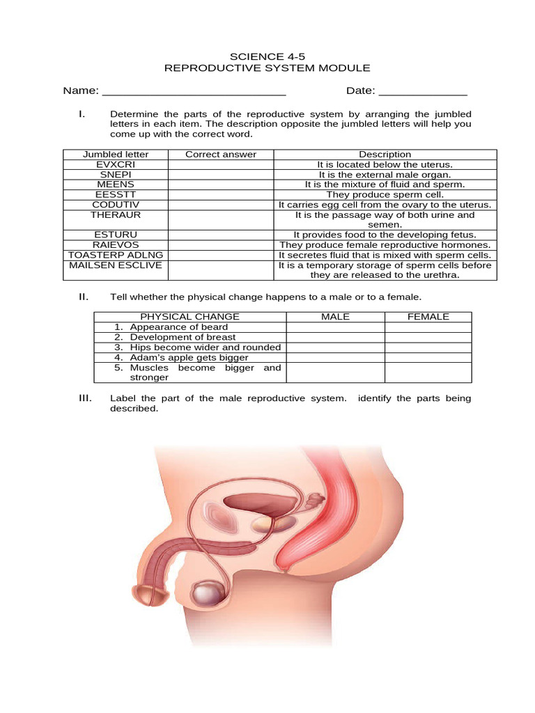 Science 4-5 Male Reproductive System | PDF