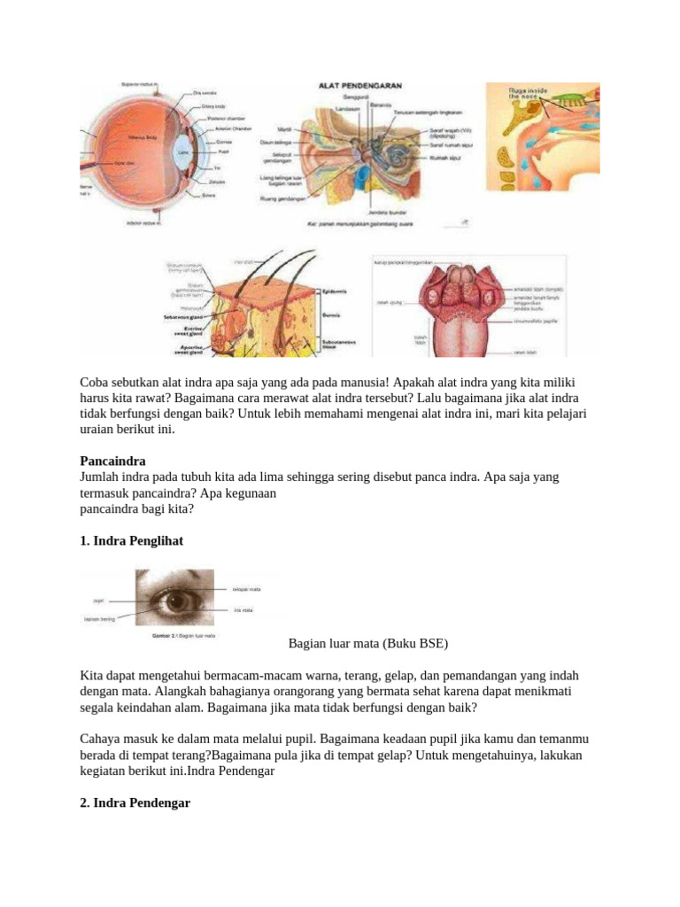 Materi Panca Indra Sem 1 | PDF