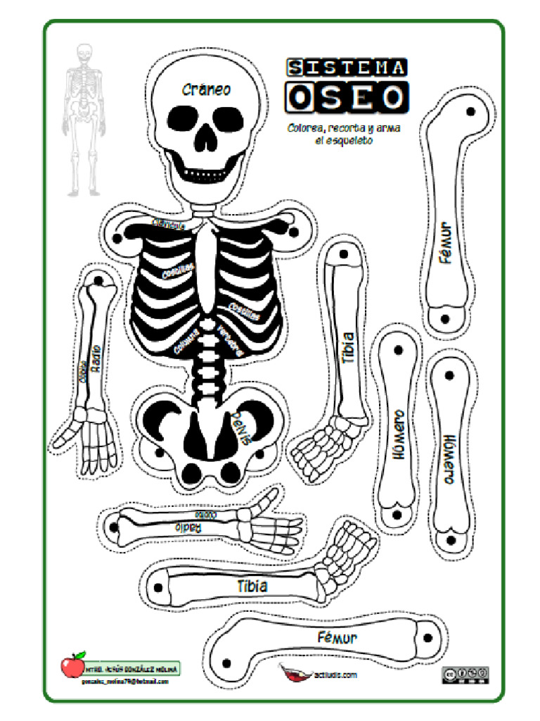 Sistema Oseo BBB | PDF