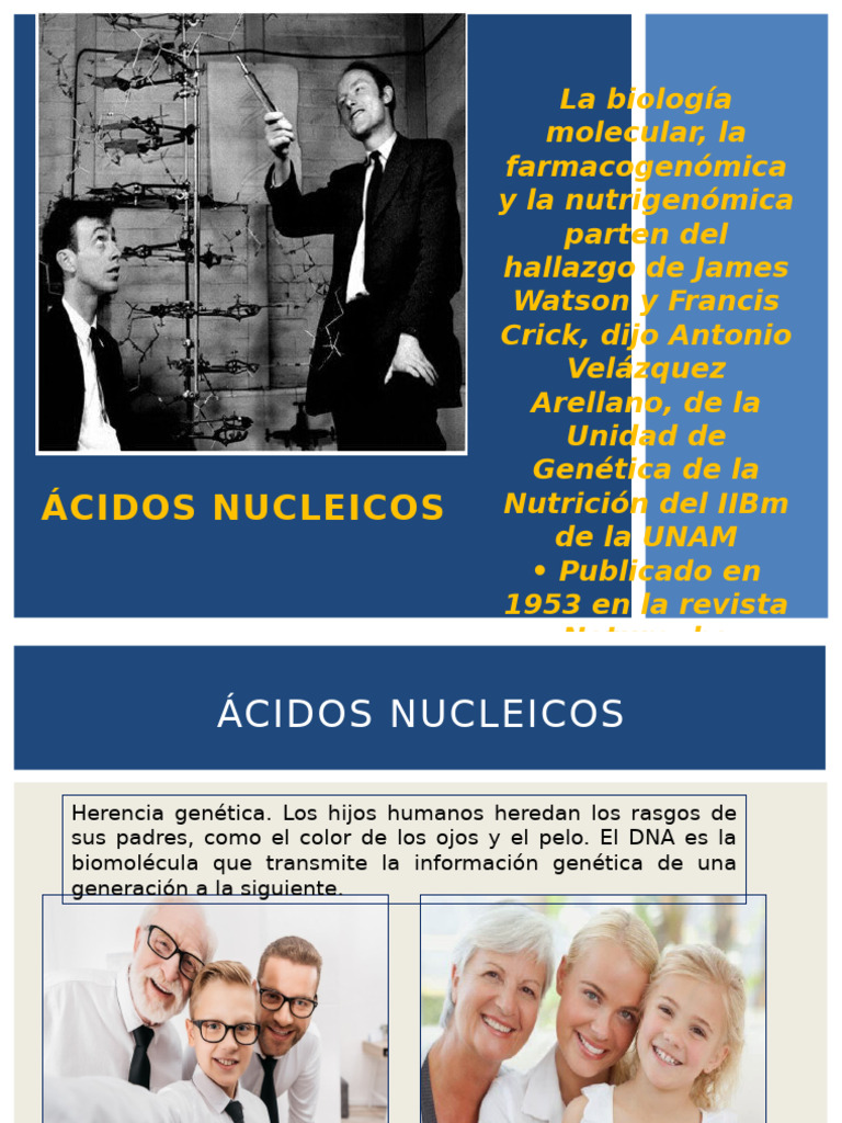 Ua-5 Acidos Nucleicos 2024 | PDF