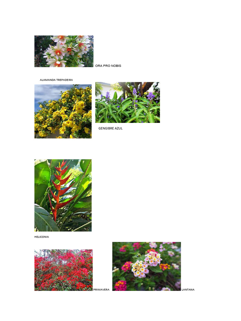25 Flores Silvestres | PDF