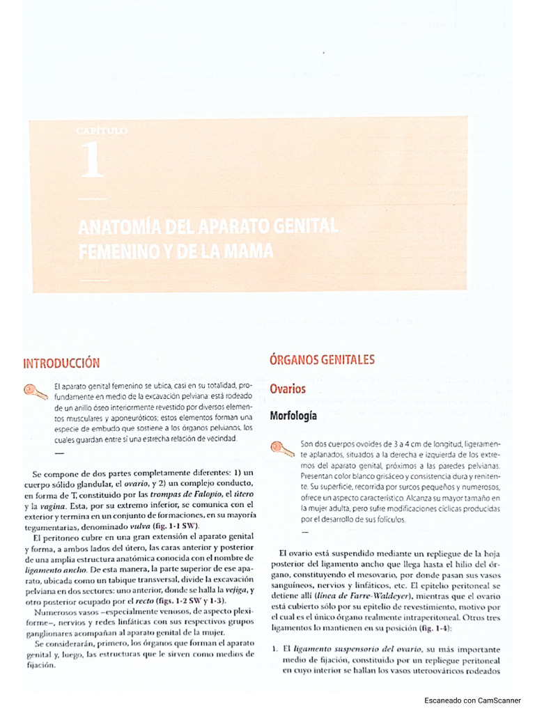 Anatomia Del Aparato Genital Femenino y de La Mama | PDF