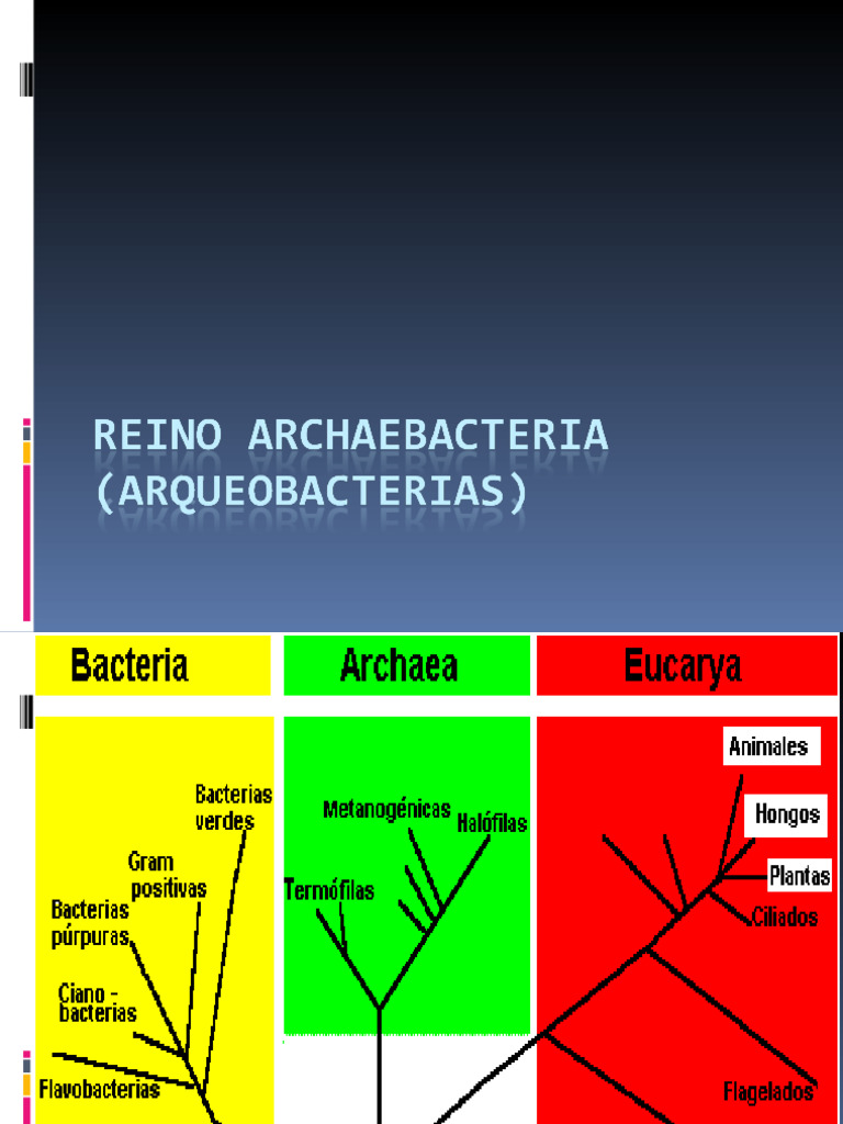 Reino archaebacteria | PDF