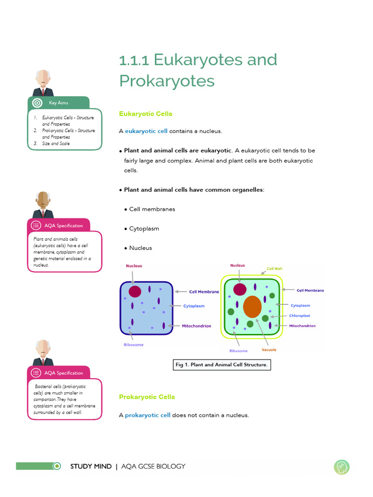 1 1 1 Eukaryotes And Prokaryotes Pdf