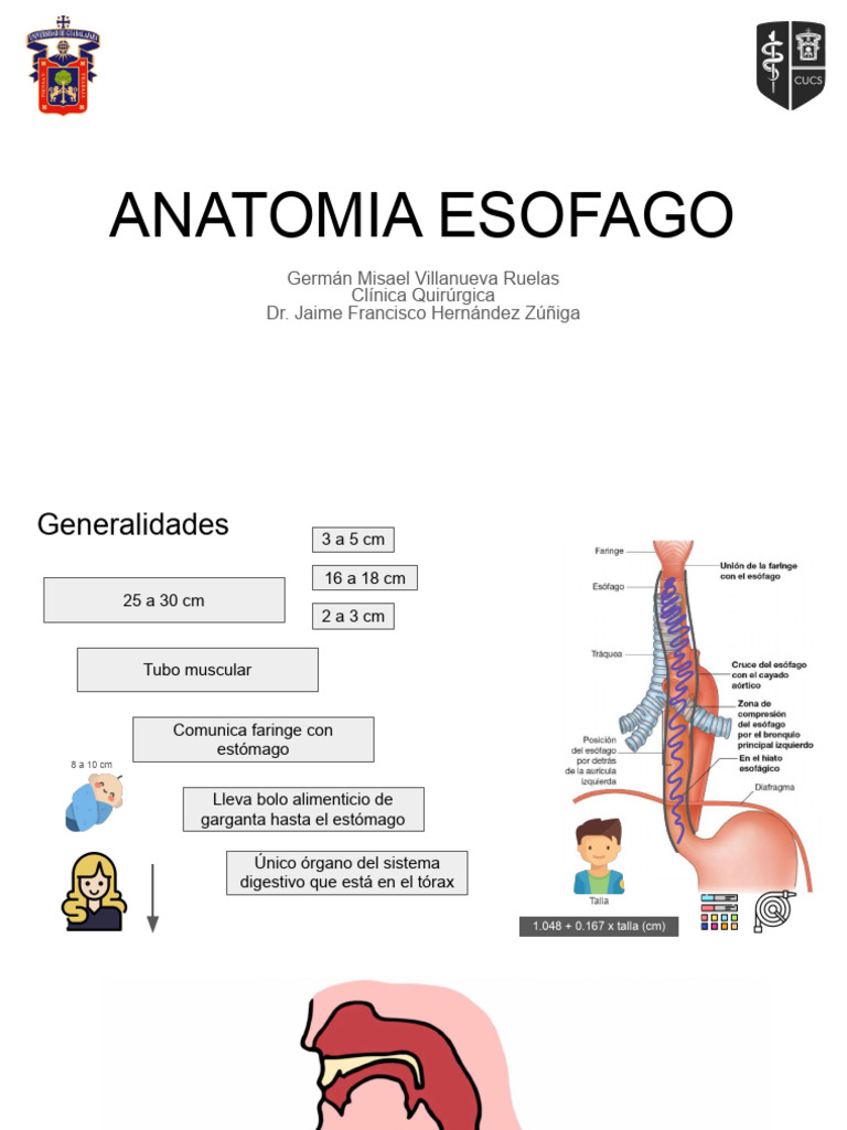 Anatomia Esofago | PDF